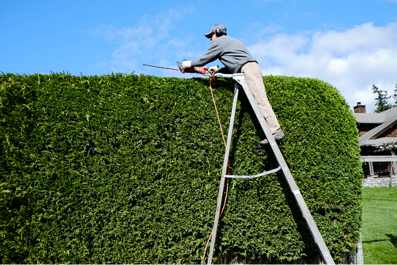 Step-by-Step Guide to Shearing Emerald Cedars | Para Space : Para Space