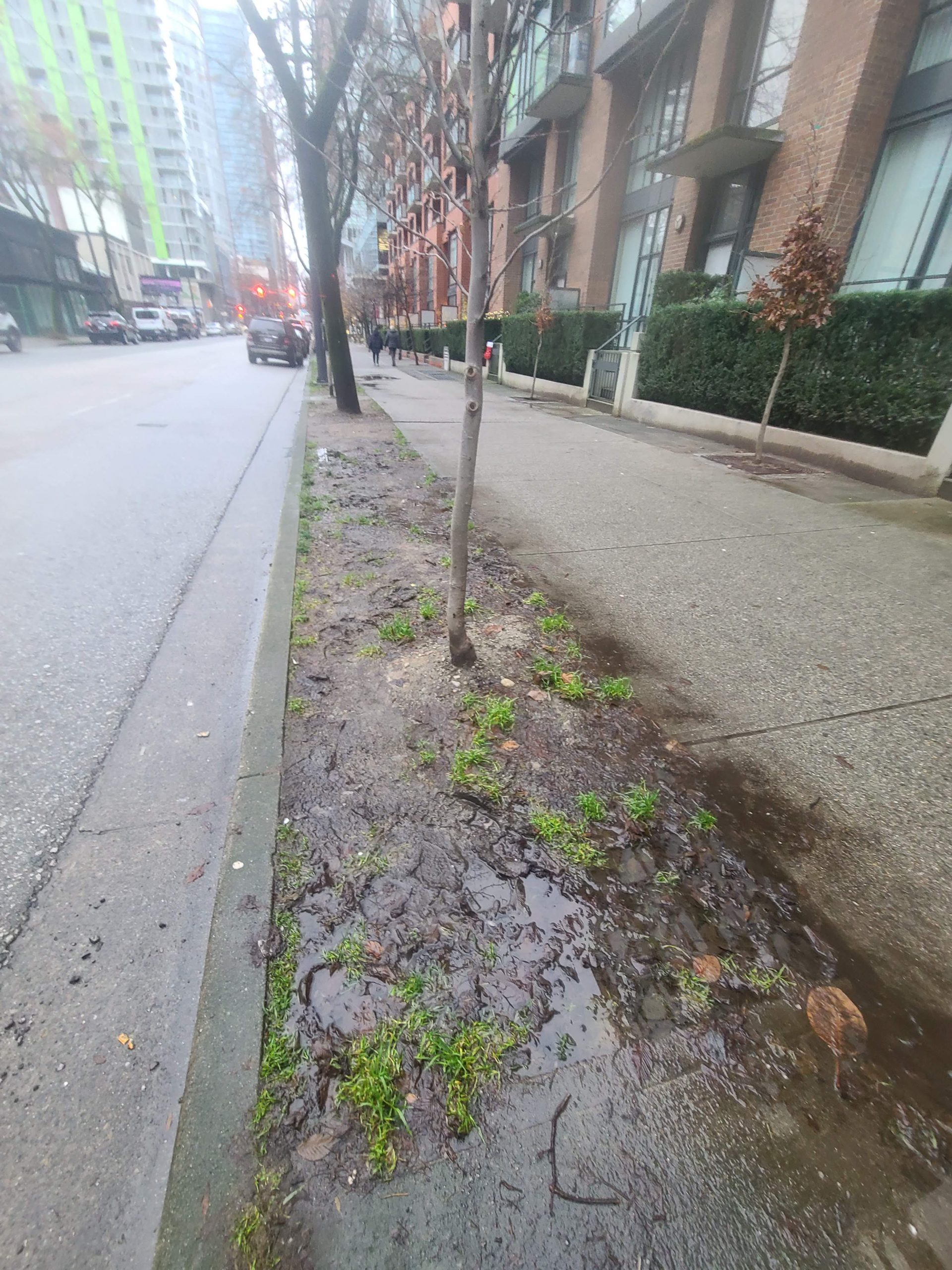 What are Hellstrips? Why Sidewalk Lawns Deteriorate : Para Space