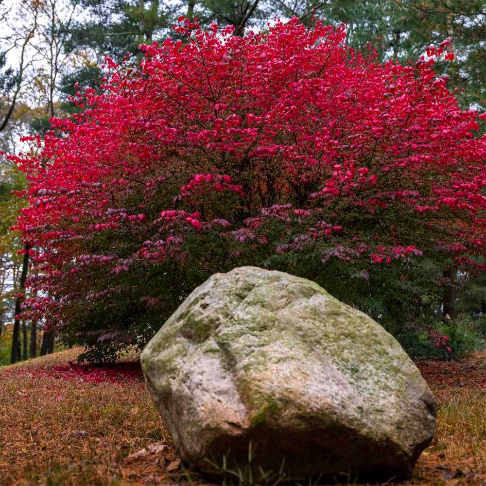 12 of the Most Beautiful Fall Plants in Canada : Para Space