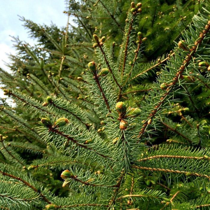 How Plants Become Alcohol: The Botany Behind Booze | Para Space : Para ...