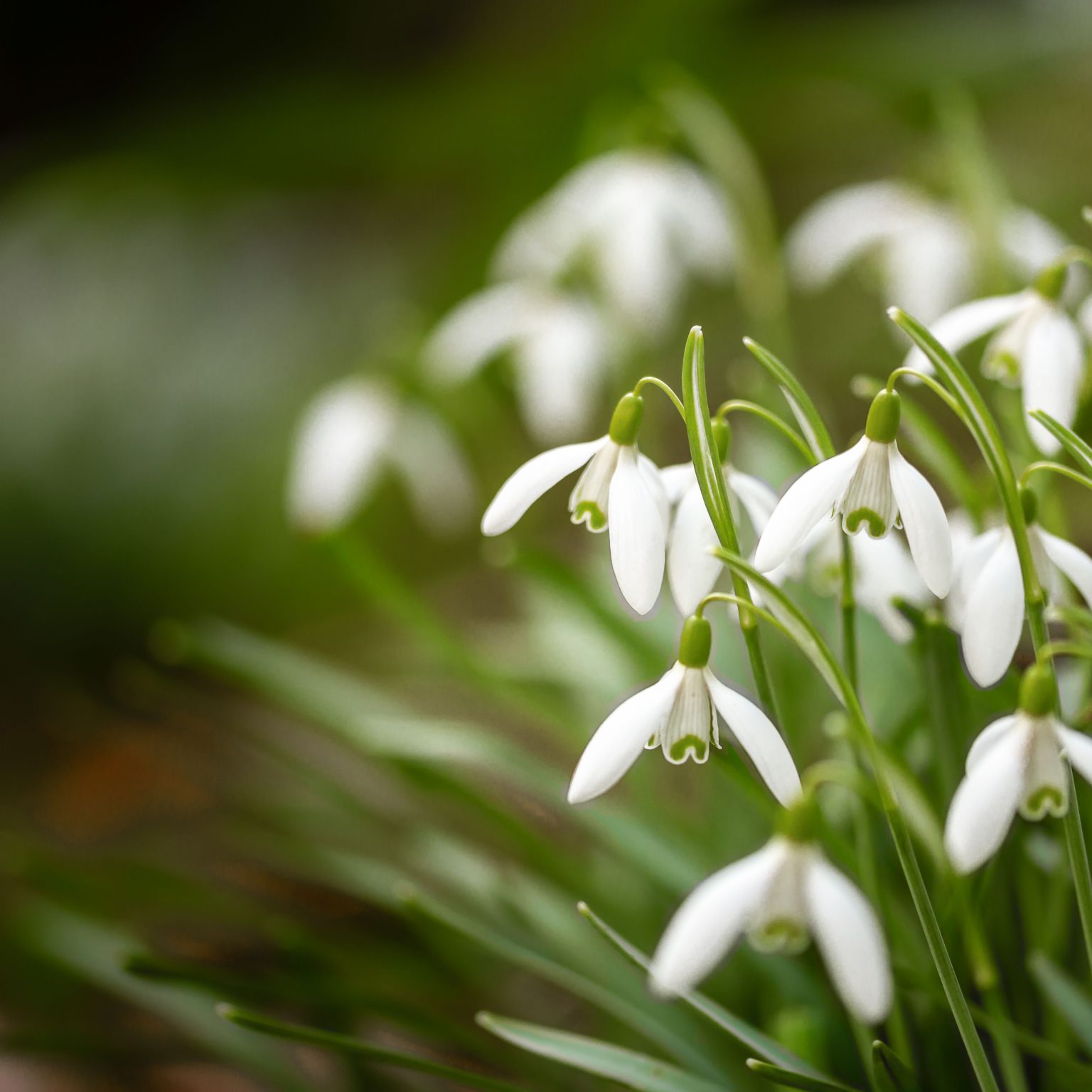 10 Colourful Winter Plant Ideas to Brighten Your Garden : Para Space