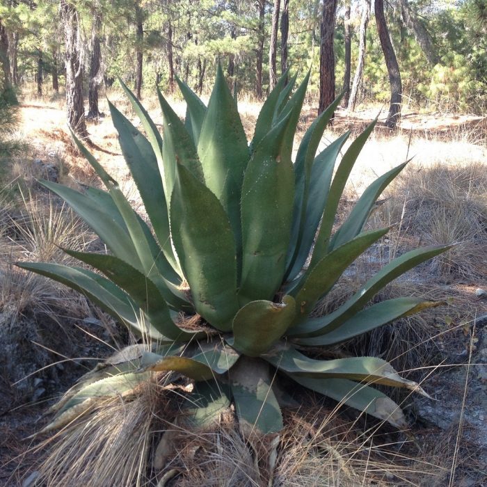 How Plants Become Alcohol: The Botany Behind Booze | Para Space : Para ...