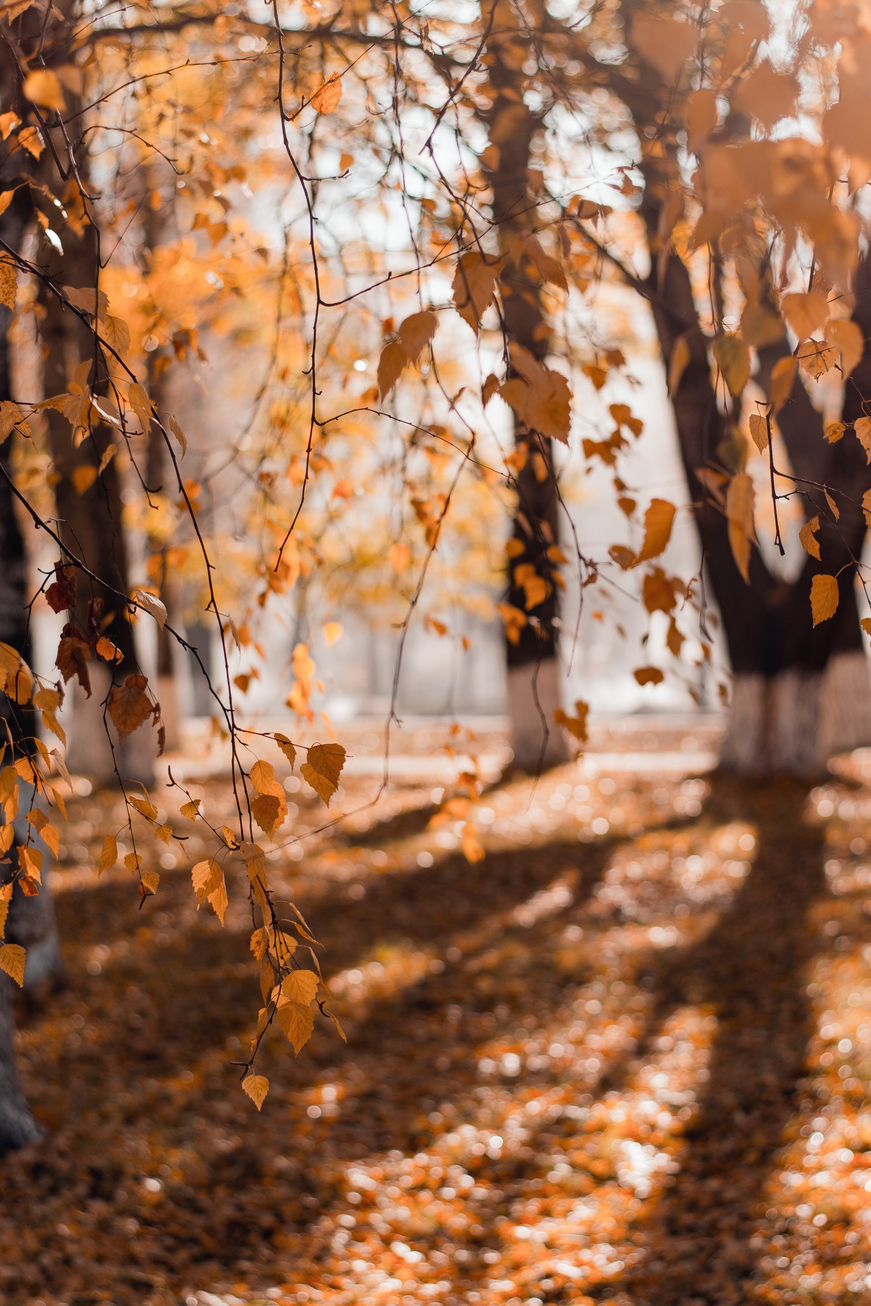 12 of the Most Beautiful Fall Plants in Canada : Para Space