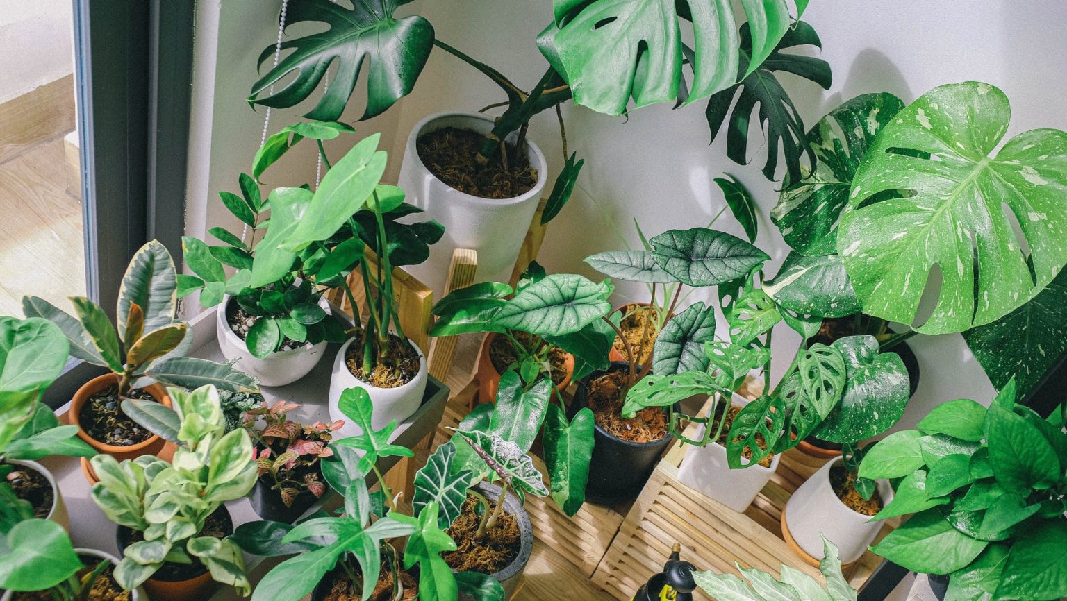 Beginner's Guide to Interiorscaping | How to Start & Plant Suggestions ...