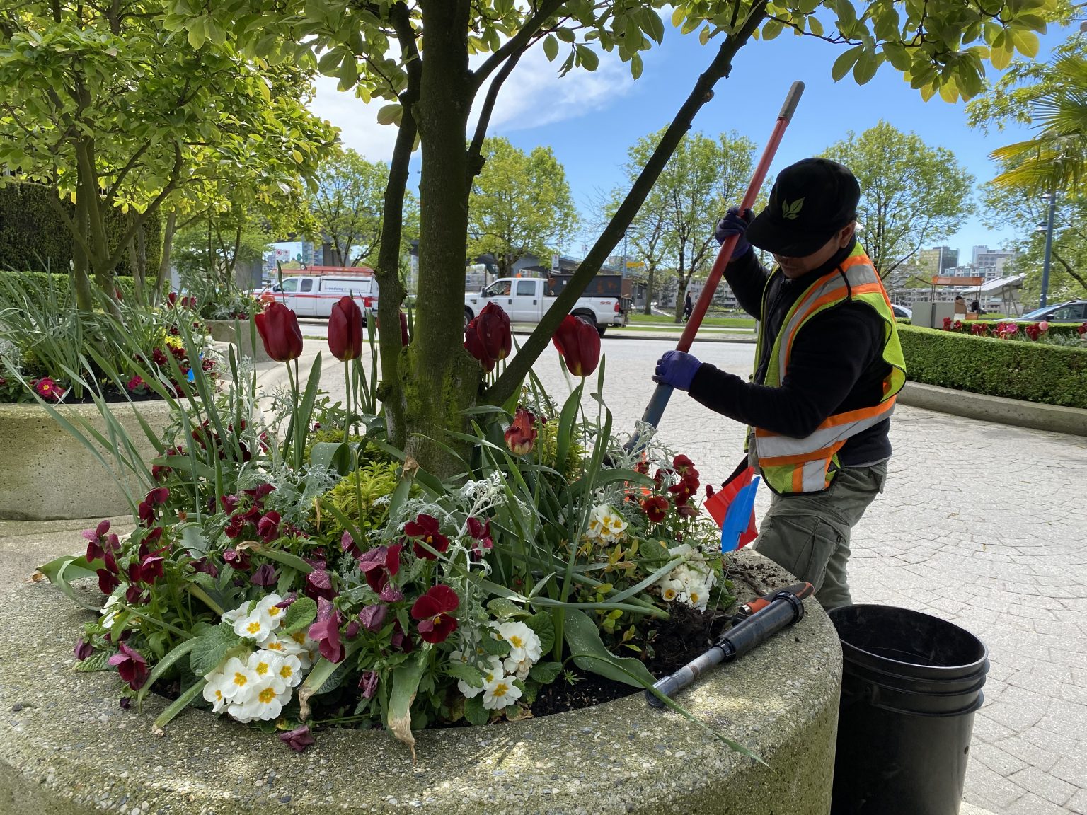 Container Planting Basics | Accents in Your Landscape : Para Space