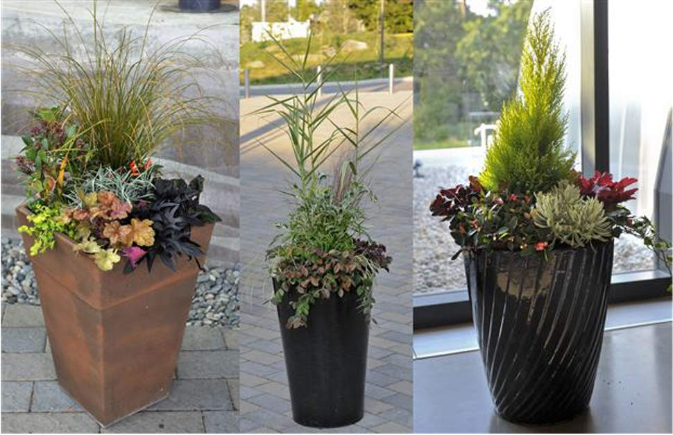 Container Planting Basics | Accents in Your Landscape : Para Space