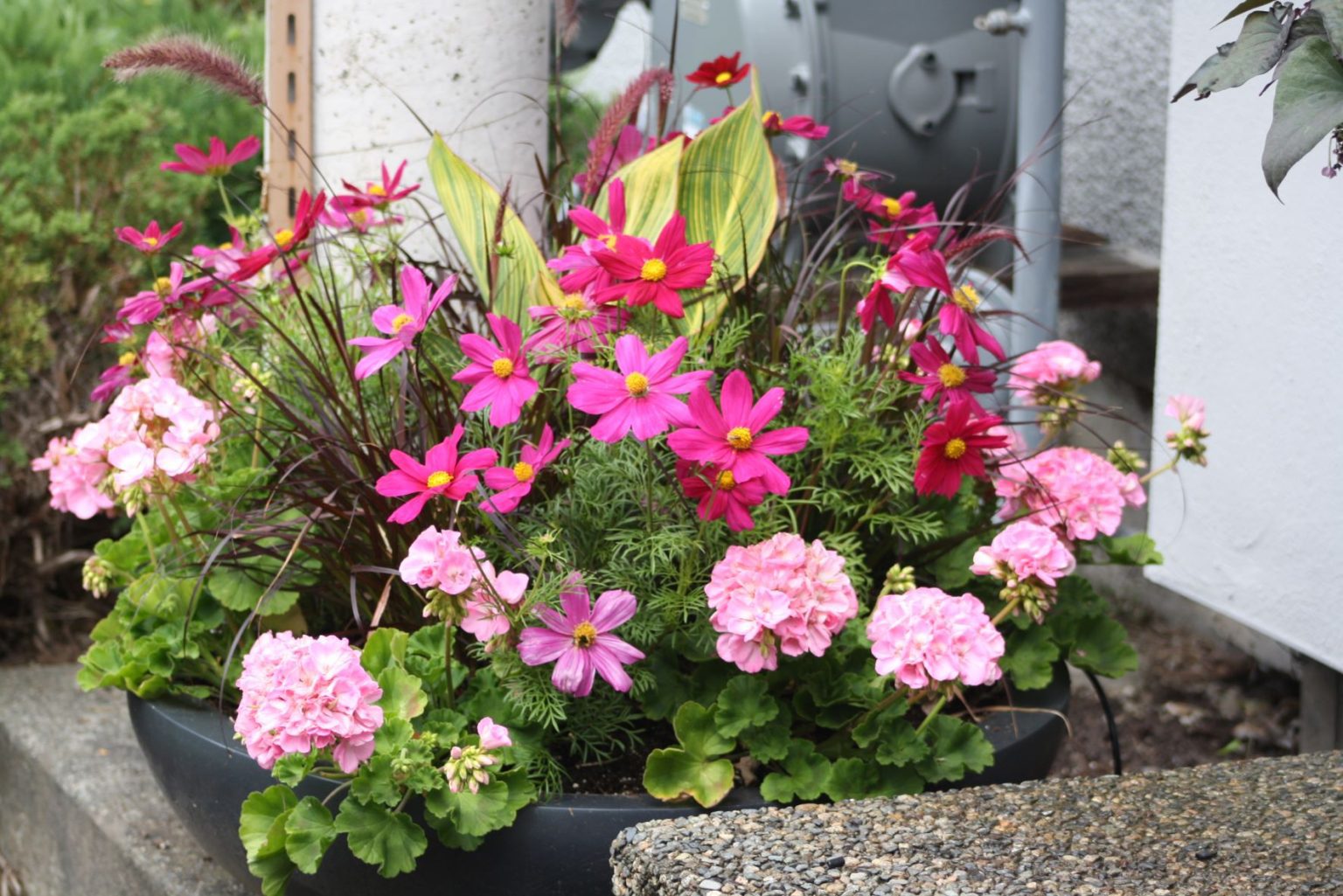 Guide to Planting Summer Flower Displays in BC | Para Space : Para Space