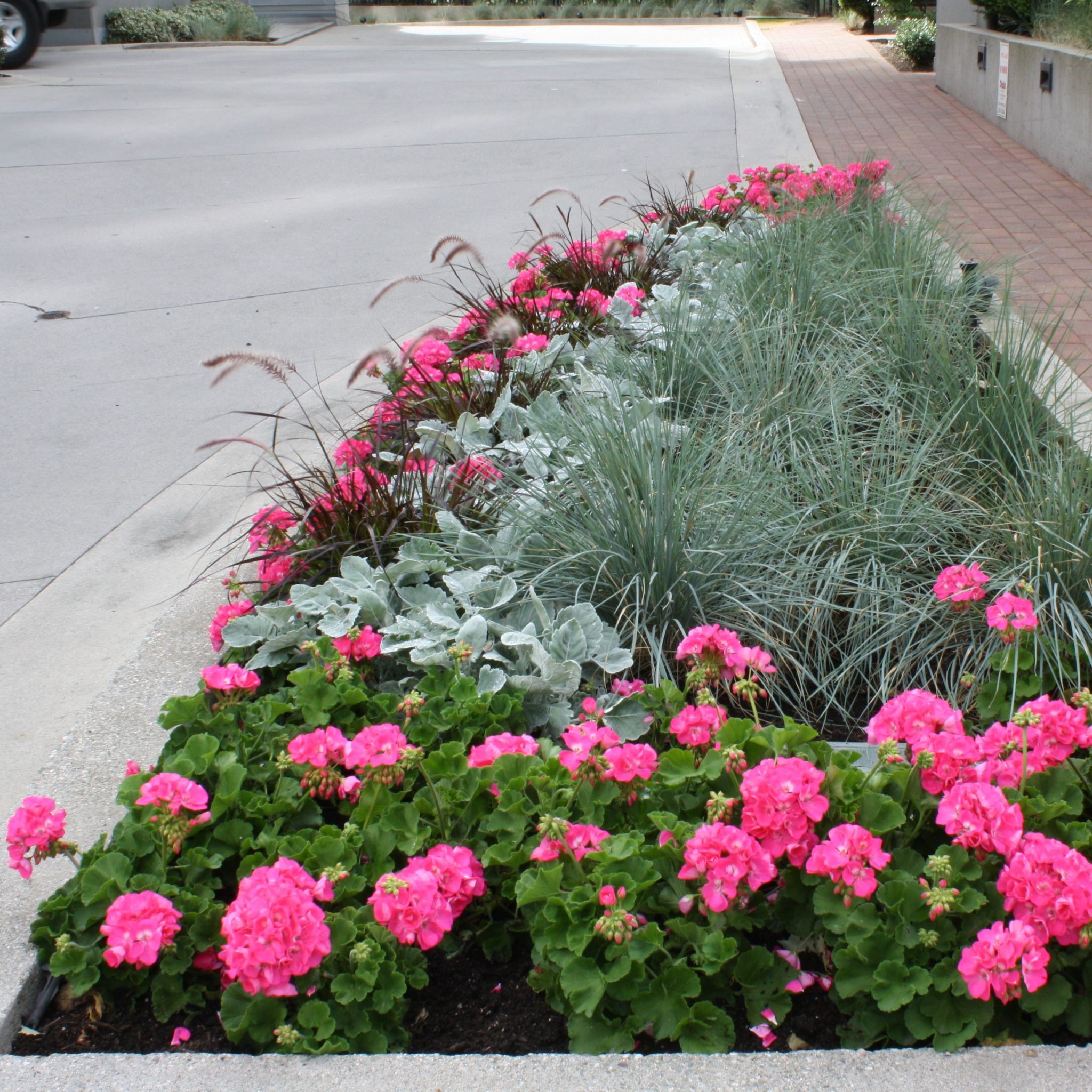 Guide to Planting Summer Flower Displays in BC | Para Space : Para Space