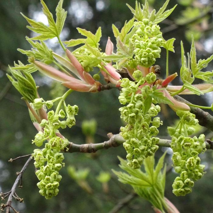Beginners Guide to Foraging | BC's Wild Edible Plants : Para Space