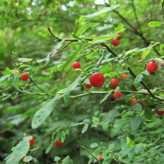 Beginners Guide to Foraging: BC Wild Edible Plants