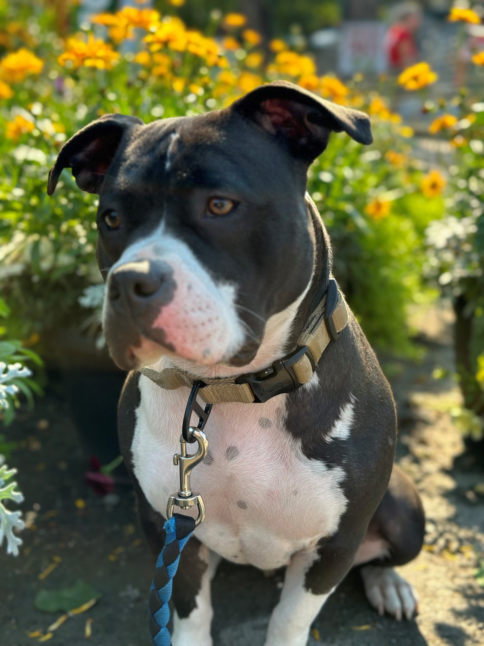 Garden Tails | The Ultimate Guide to Pet-Friendly Green Spaces : Para Space