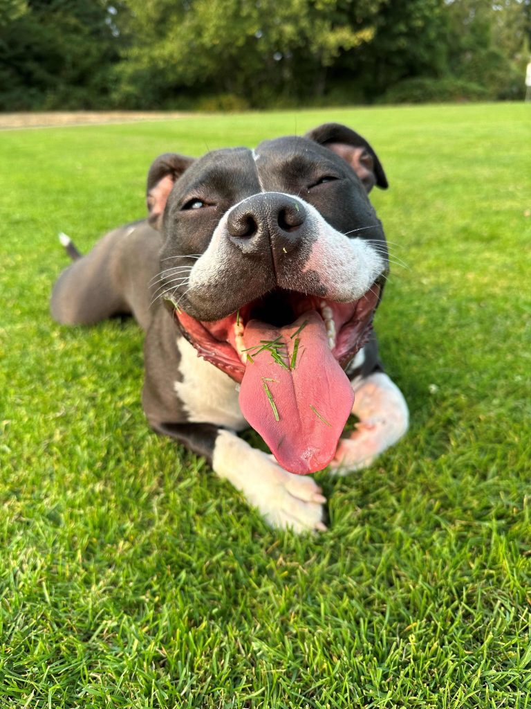 Garden Tails | The Ultimate Guide to Pet-Friendly Green Spaces - Para Space