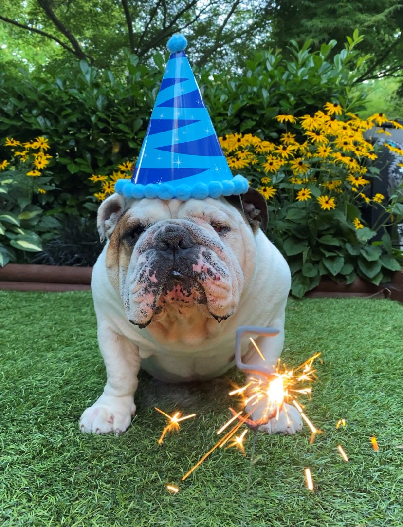 Garden Tails | The Ultimate Guide to Pet-Friendly Green Spaces : Para Space